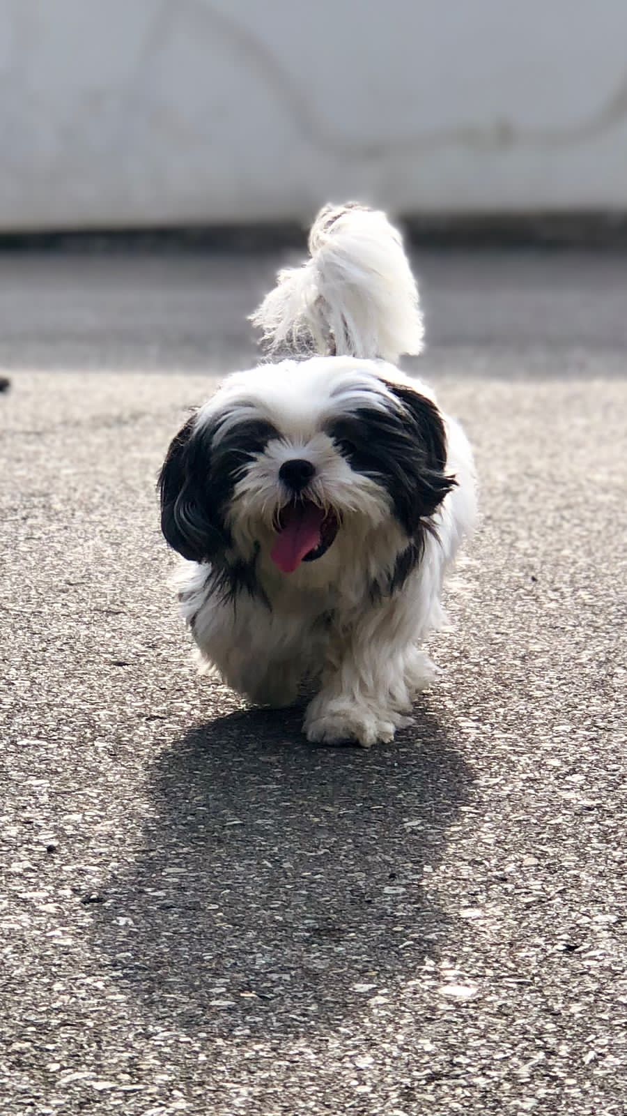 Shih Tzu: La Compañía Perfecta en un Pequeño Tamaño - Ciudad Orquidea